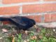 Amsel - Steckbrief, Bilder, Video