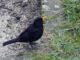 Amsel - Steckbrief, Bilder, Video