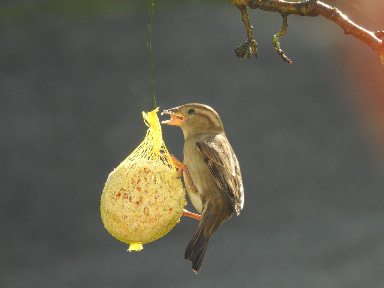 Körner und Samen: Das richtige Futter für Meisen und Spatzen