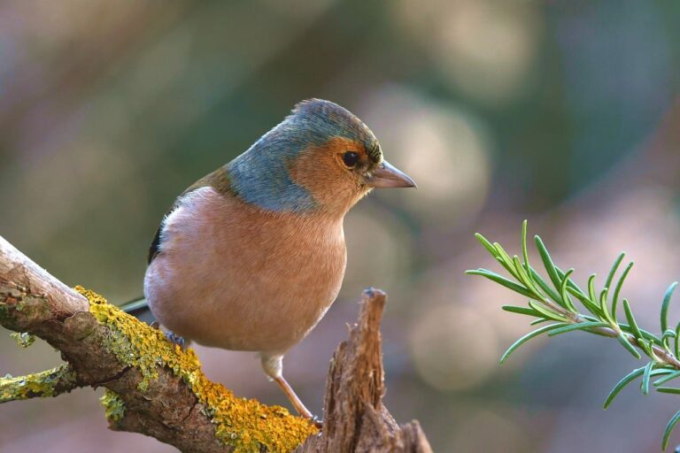 Buchfink - Steckbrief, Bilder, Video