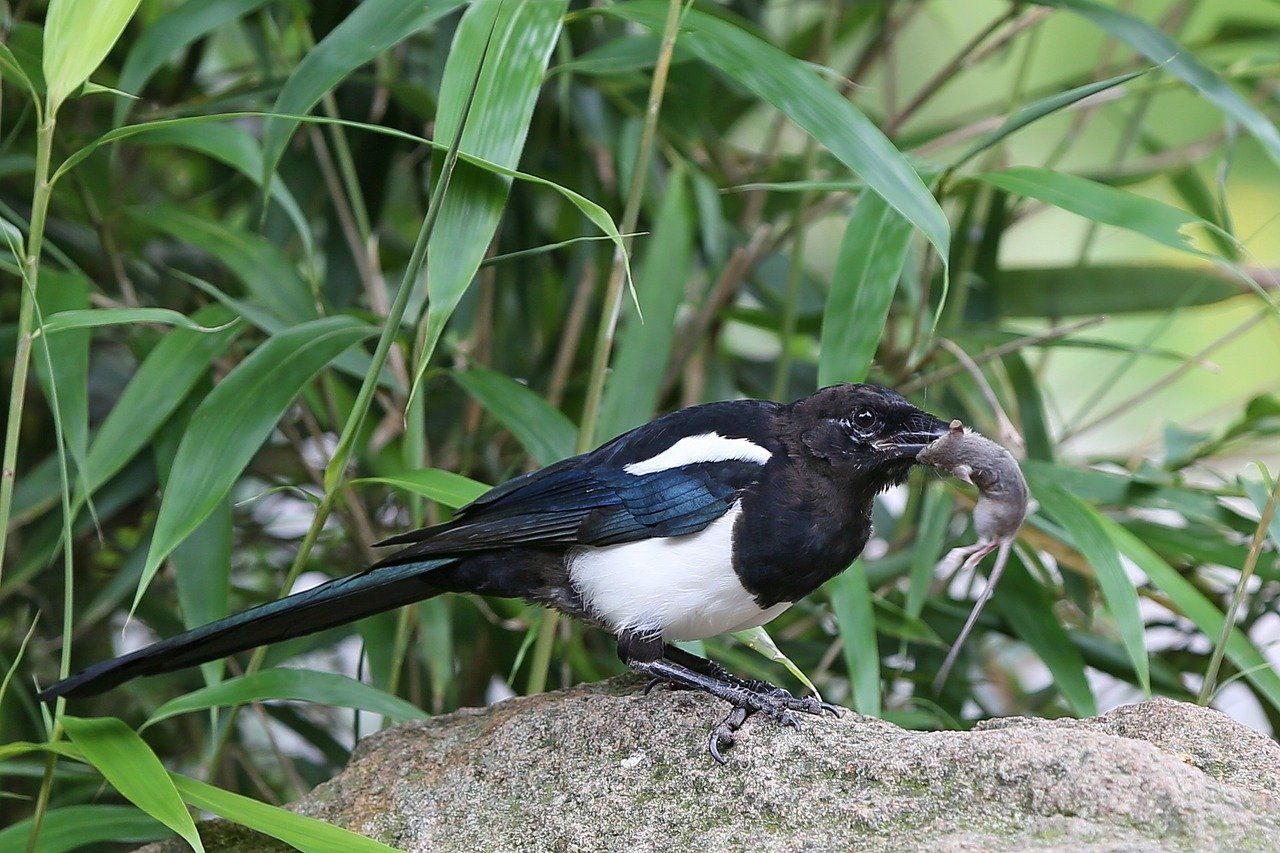 Elster - Steckbrief, Bilder, Video