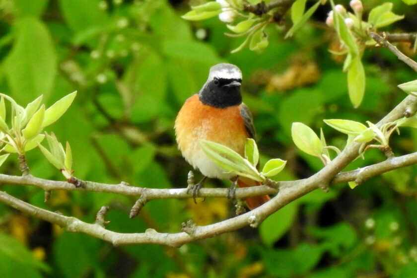 Blaumeise - Steckbrief, Bilder, Video