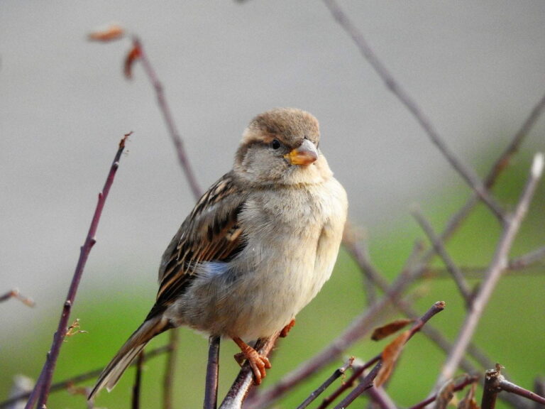 Haussperling - Steckbrief, Bilder, Video
