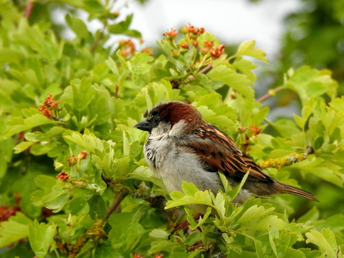 Haussperling - Steckbrief, Bilder, Video