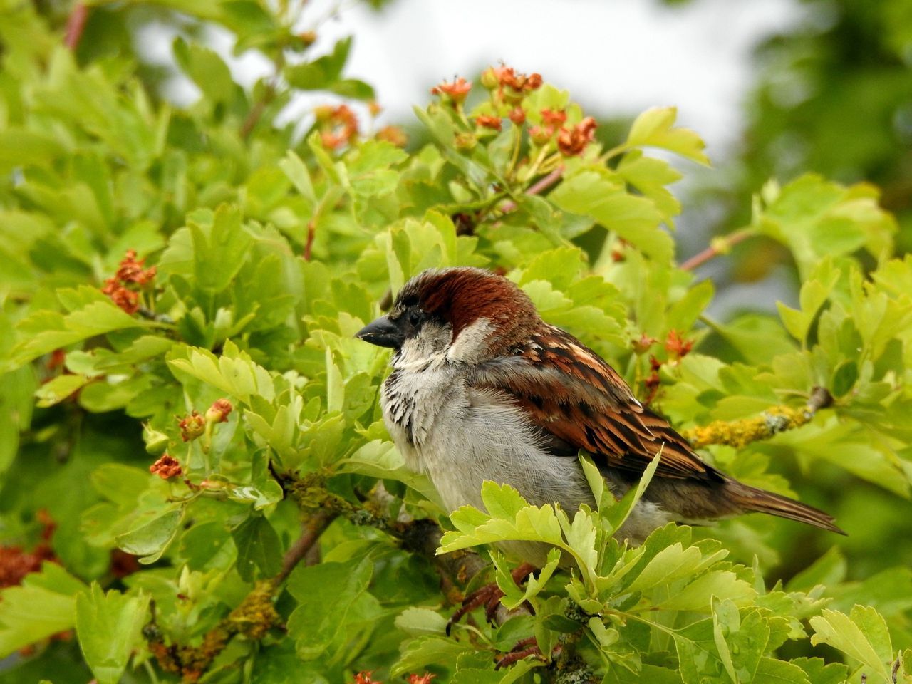 Haussperling - Steckbrief, Bilder, Video