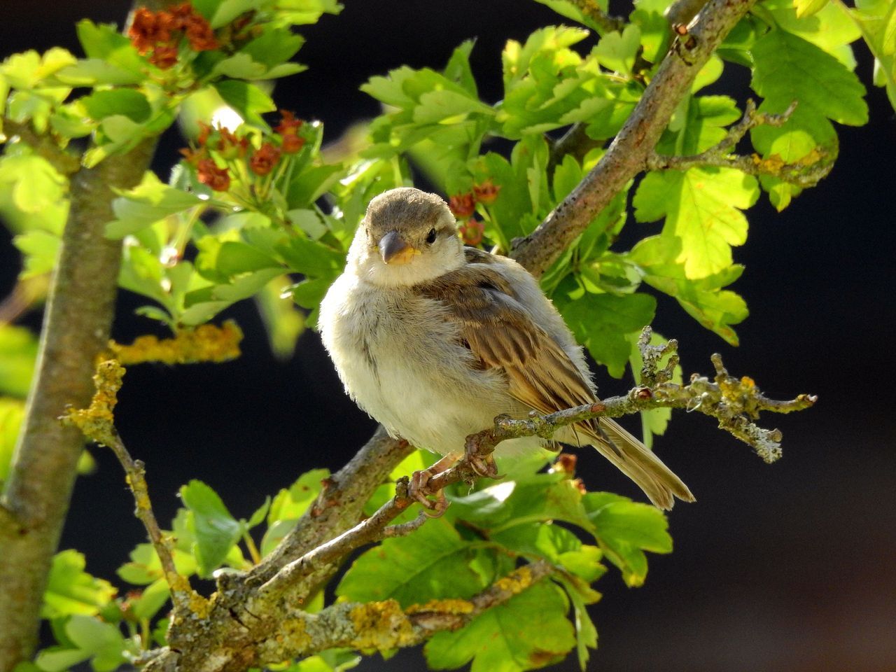 Haussperling - Steckbrief, Bilder, Video