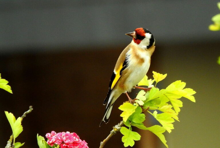 Spechtarten - Infos über Echte Spechte in Deutschland