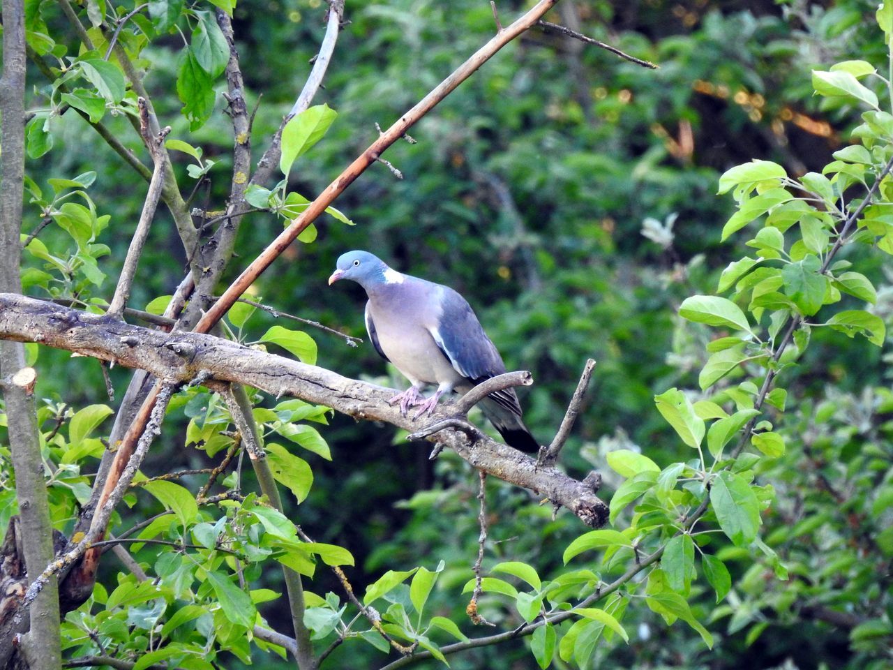 Ringeltaube - Steckbrief, Bilder, Video