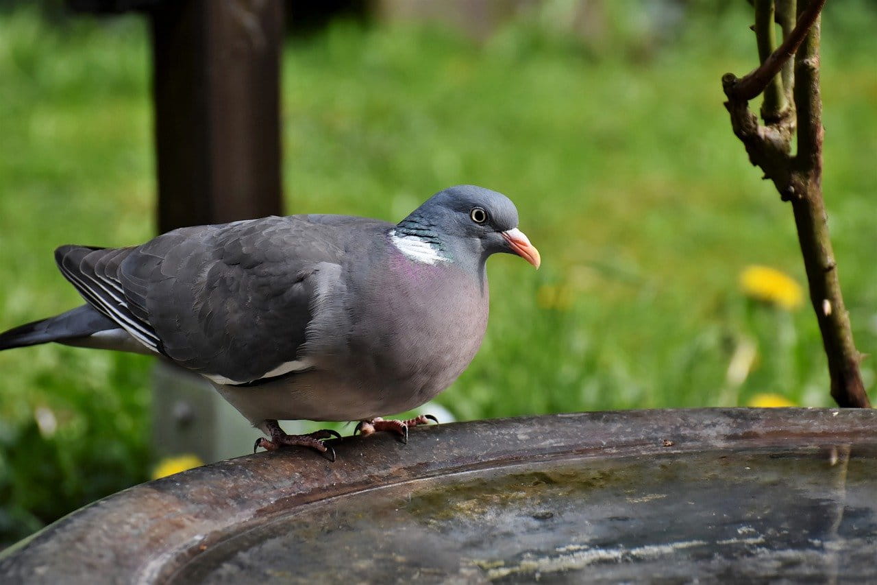 Ringeltaube - Steckbrief, Bilder, Video