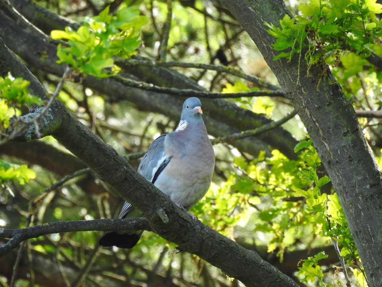 Ringeltaube - Steckbrief, Bilder, Video