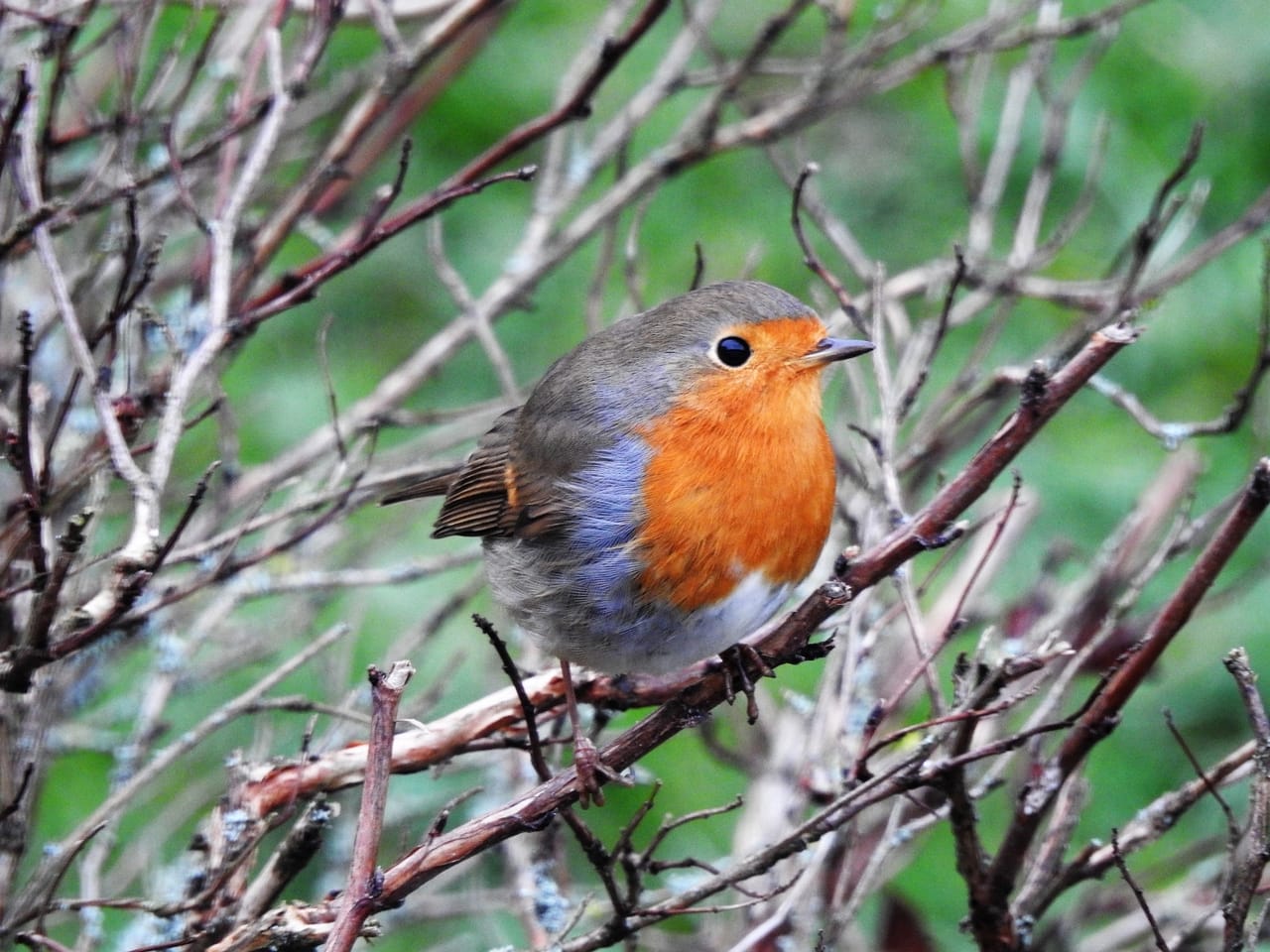 Rotkehlchen - Steckbrief, Bilder, Video