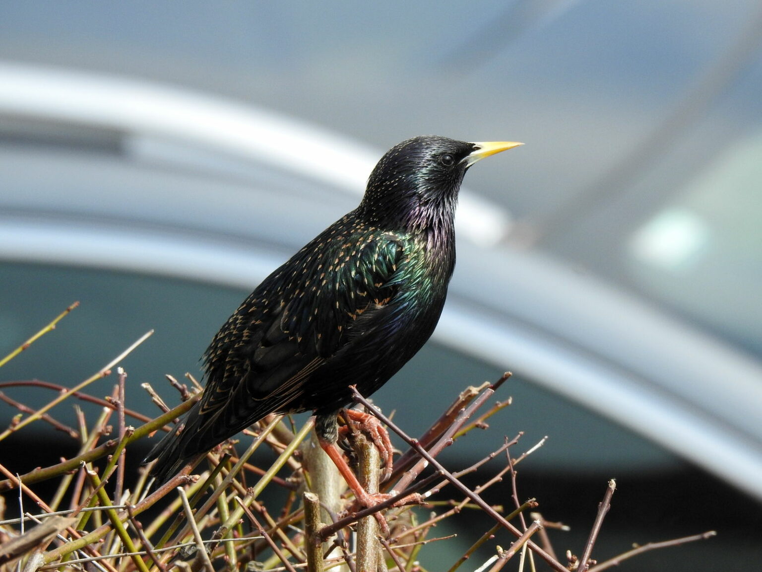 Star - Aussehen, Lebensraum, Nahrung, Brutverhalten