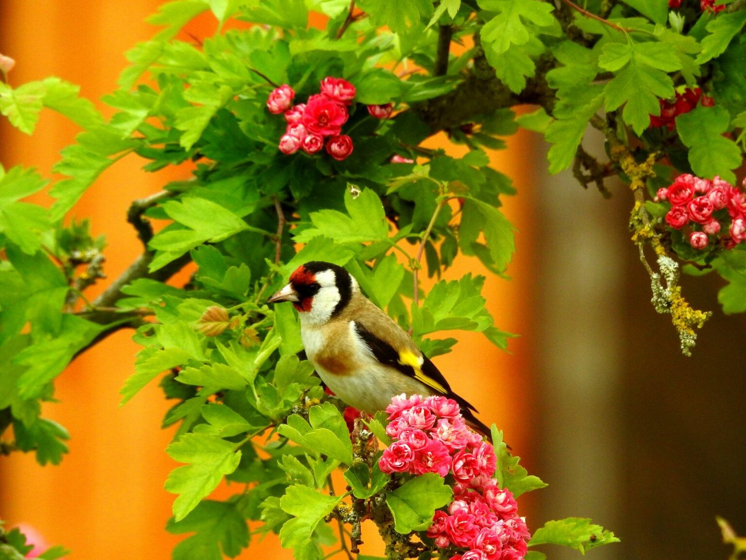 Stieglitz (Distelfink) - Aussehen, Lebensweise, Brutverhalten