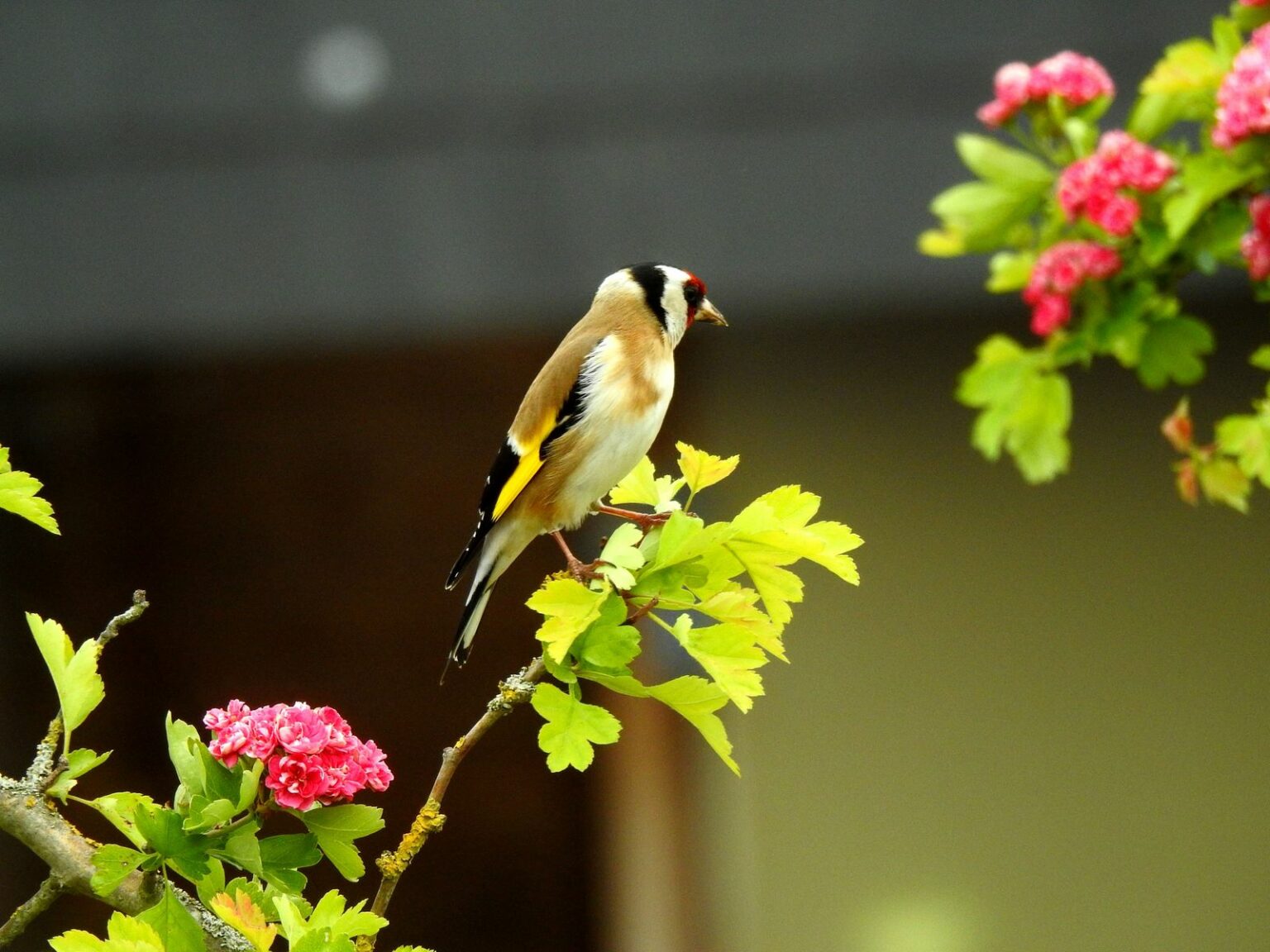 Stieglitz (Distelfink) - Aussehen, Lebensweise, Brutverhalten