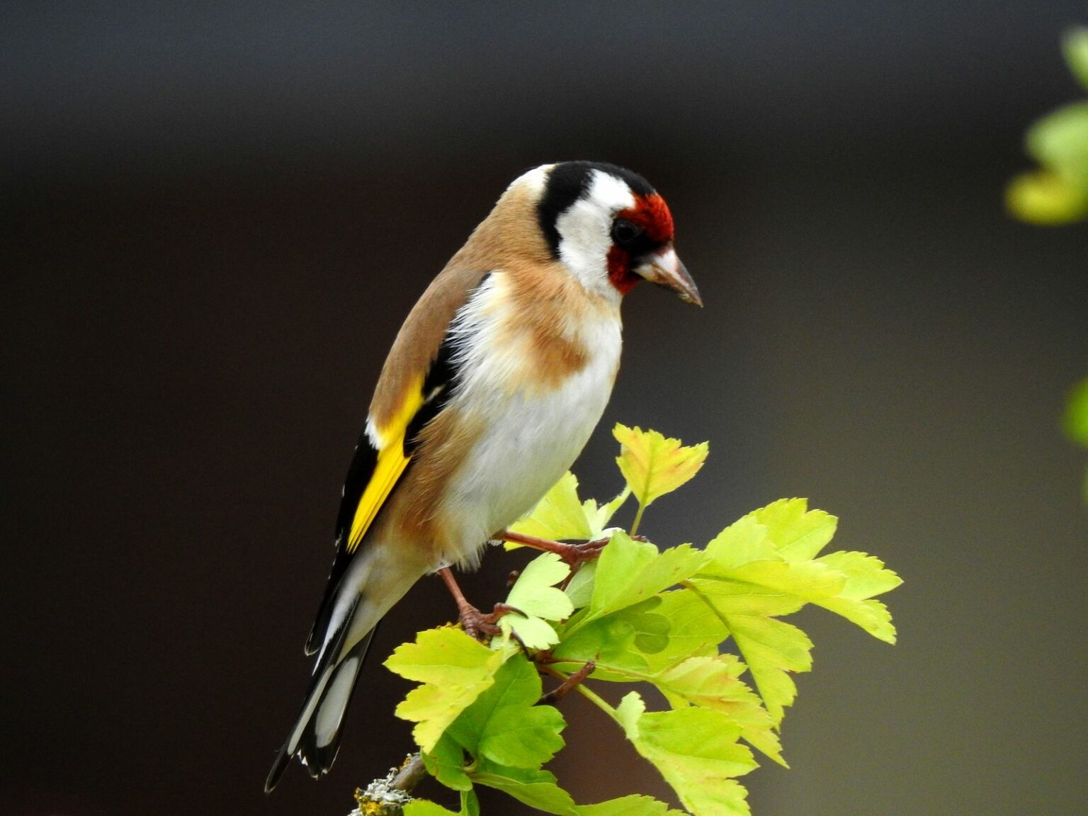 Stieglitz (Distelfink) - Aussehen, Lebensweise, Brutverhalten