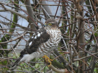 Sperber - Aussehen, Lebensweise, Brutverhalten, Steckbrief