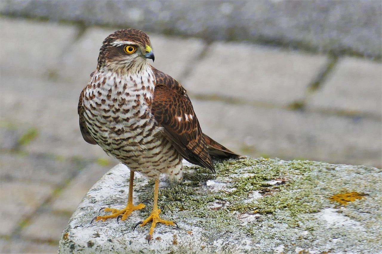 Vogelarten in Deutschland: Entdecke die heimische Vogelwelt!