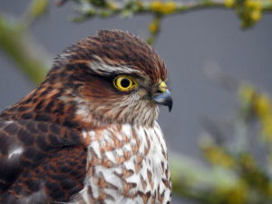 Sperber - Aussehen, Lebensweise, Brutverhalten, Steckbrief