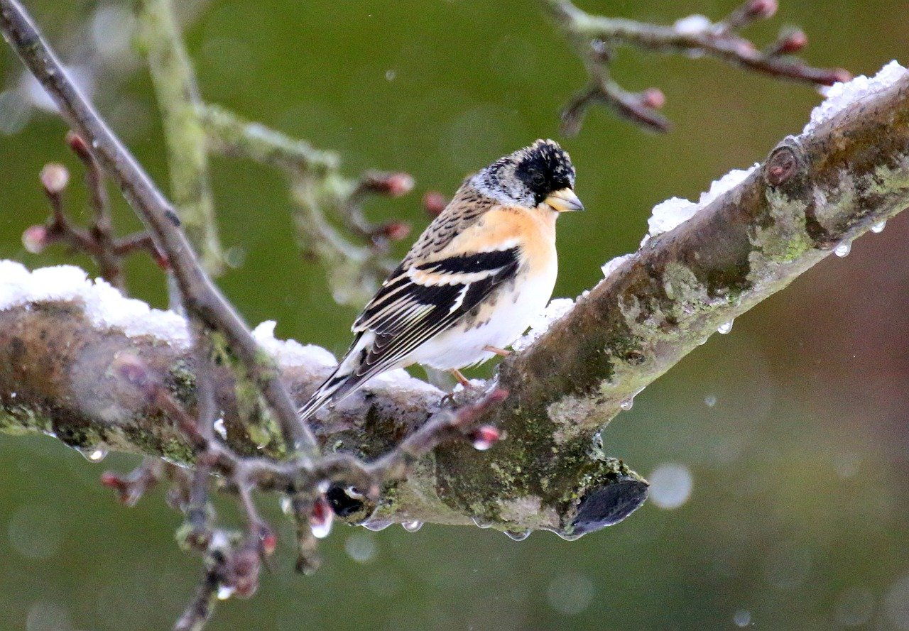 Finken bestimmen, erkennen und unterscheiden