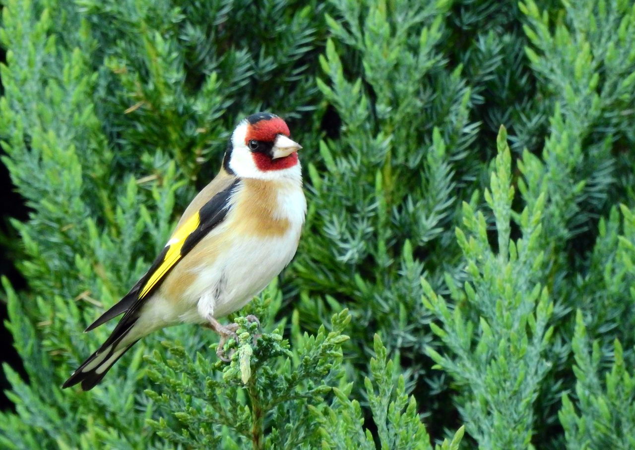 Finken bestimmen, erkennen und unterscheiden