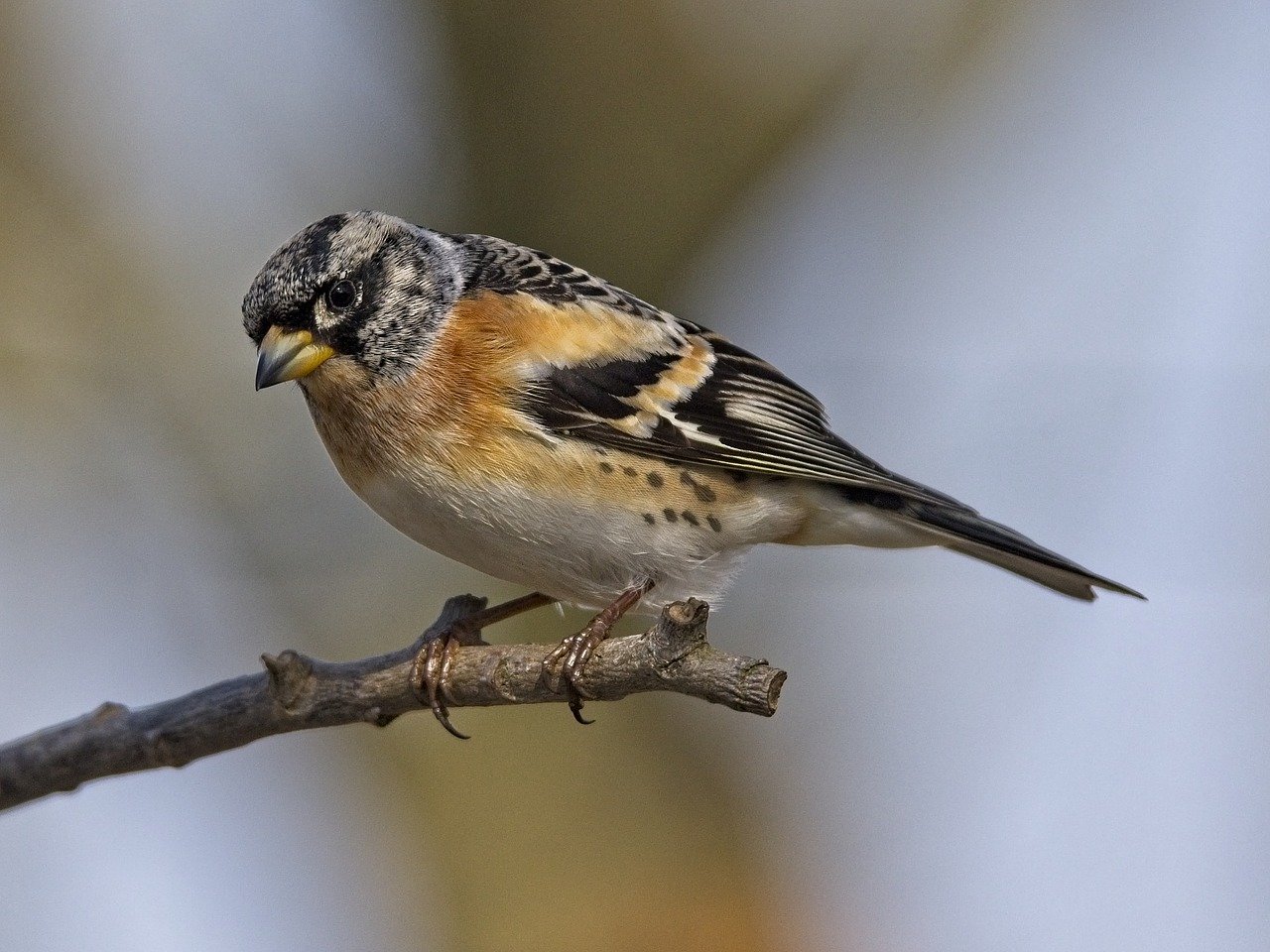 Bergfink - Aussehen, Lebensweise, Brutverhalten