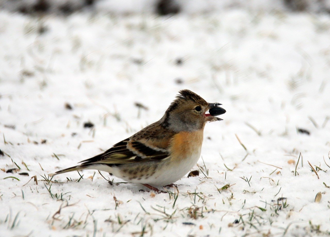 Bergfink - Aussehen, Lebensweise, Brutverhalten