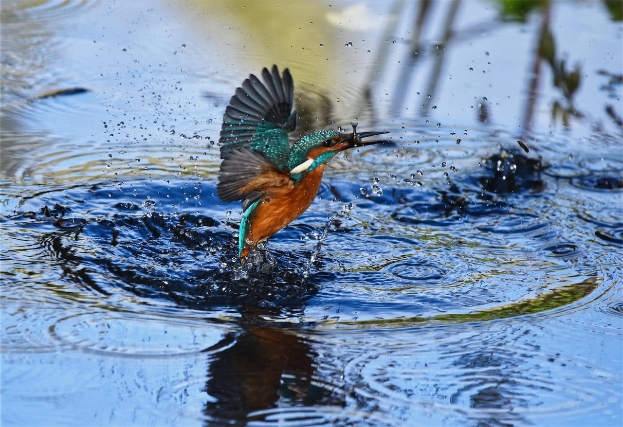 Eisvogel - Aussehen, Lebensweise, Brutverhalten