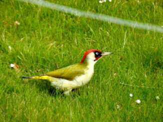 Spechtarten - Infos über Echte Spechte in Deutschland