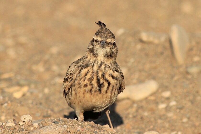 Lerchen in Europa erkennen und bestimmen