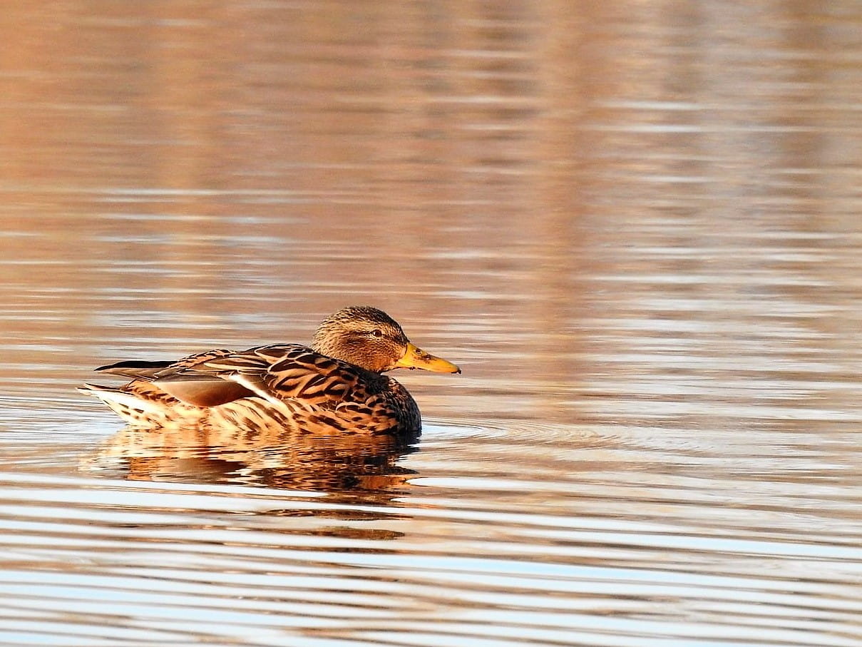 Stockente (Anas platyrhynchos) - Steckbrief, Bilder, Video