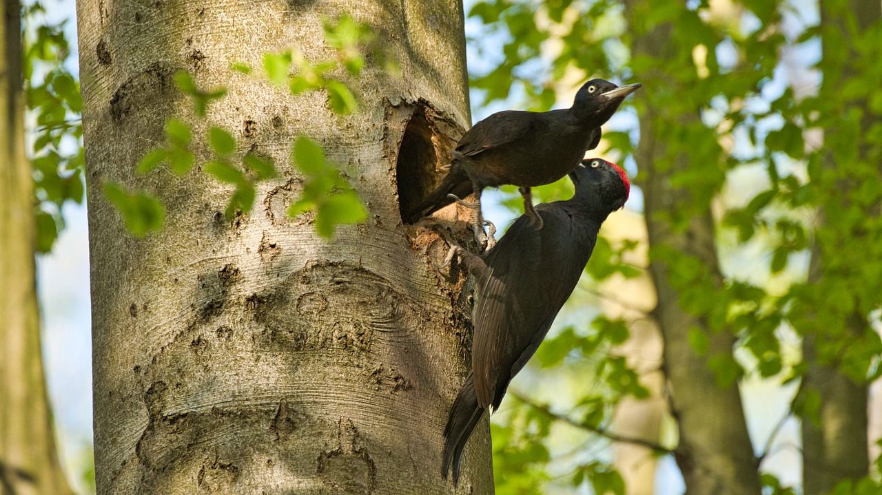 Spechtarten - Infos über Echte Spechte in Deutschland