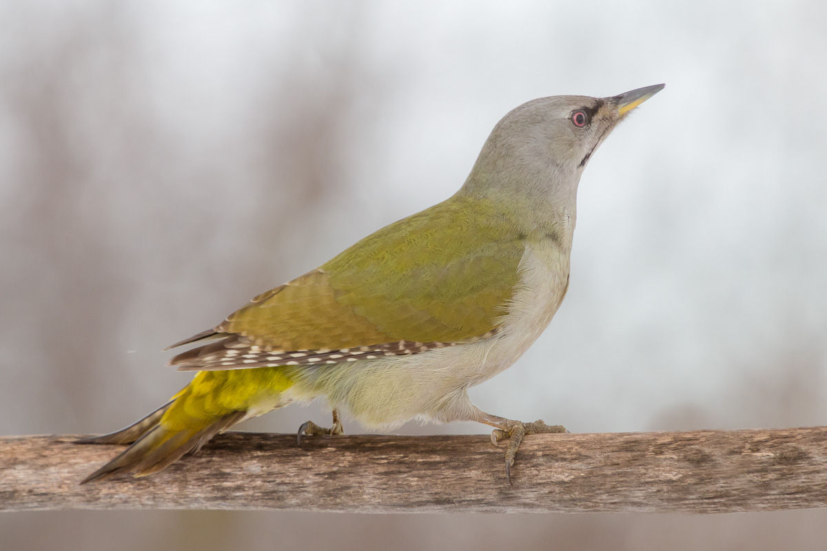 Spechtarten - Infos über Echte Spechte in Deutschland