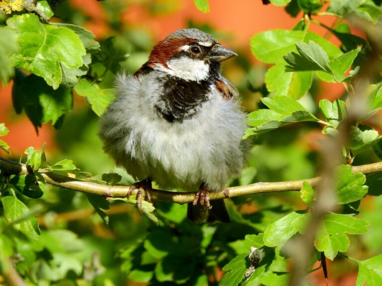 Vogelarten in Deutschland: Entdecke die heimische Vogelwelt!