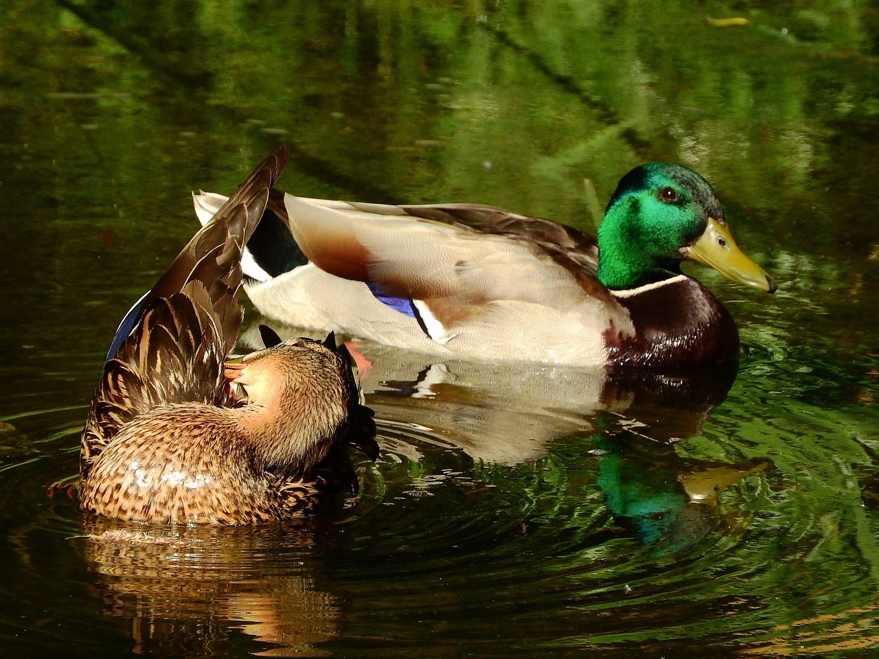 Entenarten in Deutschland: Enten bestimmen und erkennen
