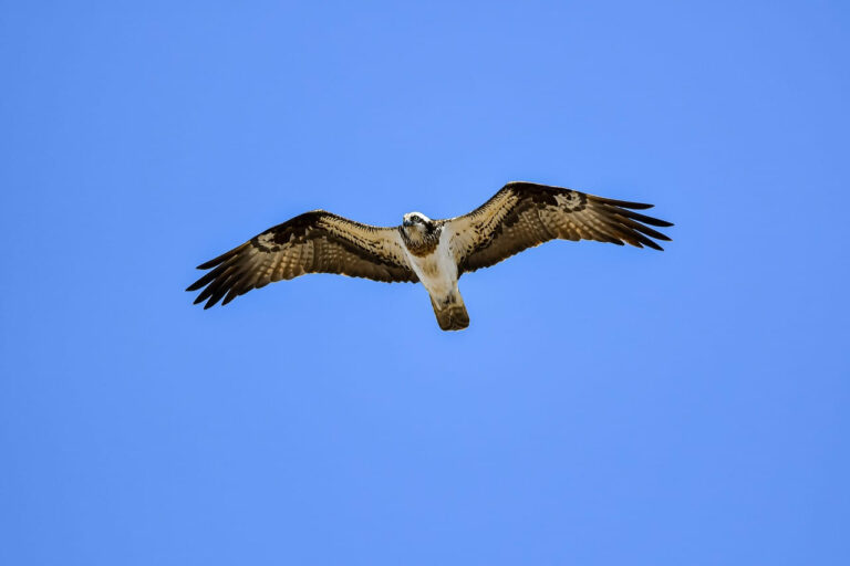 Adler in Deutschland: Alles über ihre Artenvielfalt und Verbreitung