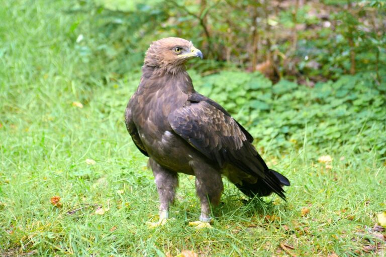 Adler in Deutschland: Alles über ihre Artenvielfalt und Verbreitung