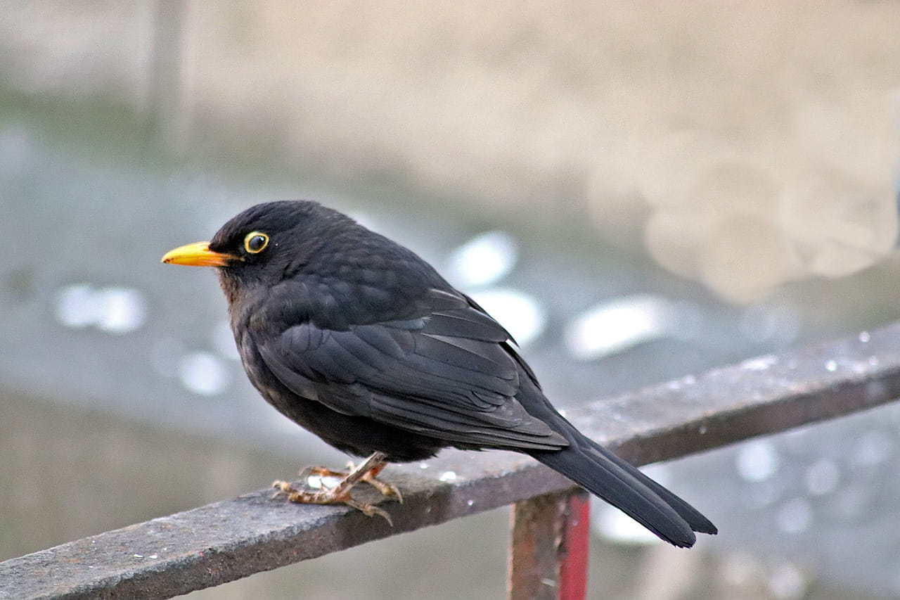 Lebenserwartung Von Amseln