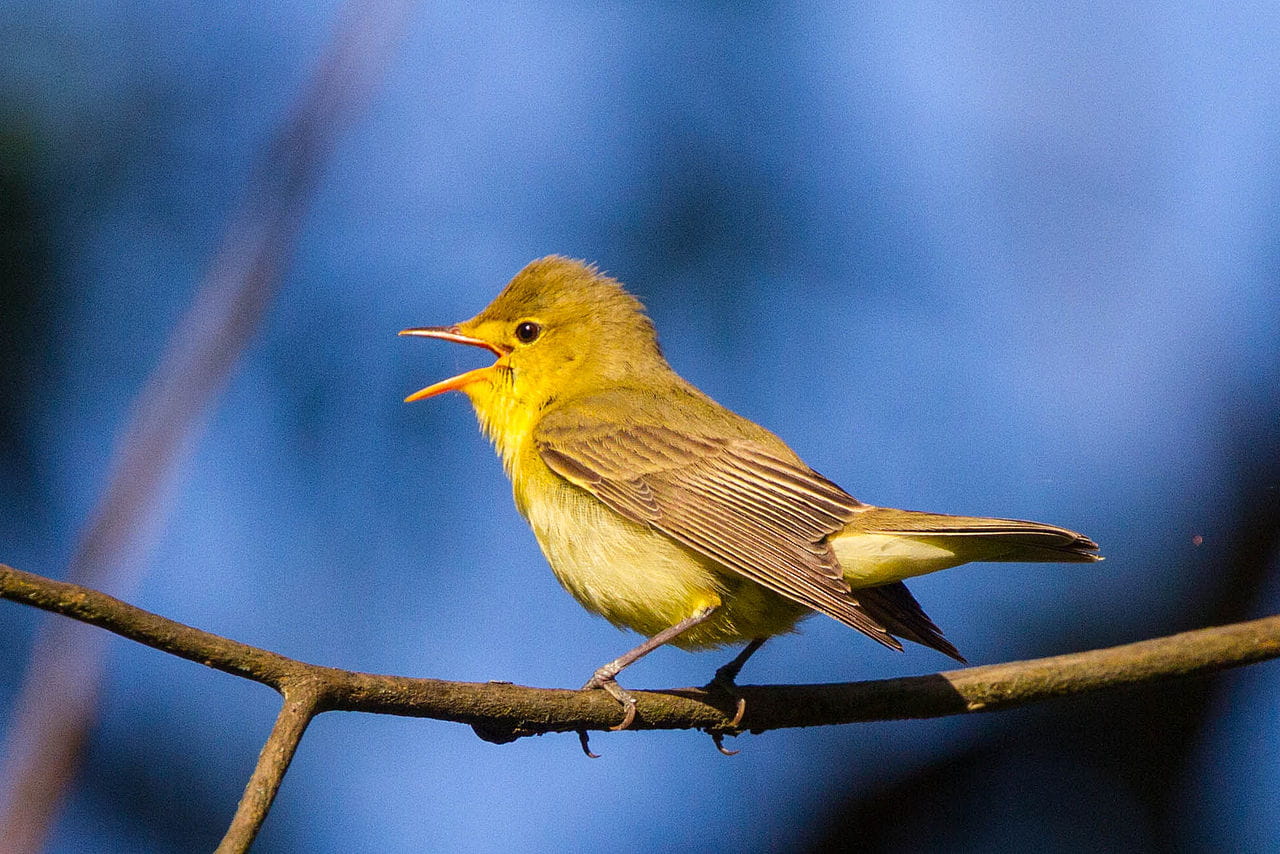 Gelber Vogel – Welche Vogelarten haben gelbe Federn