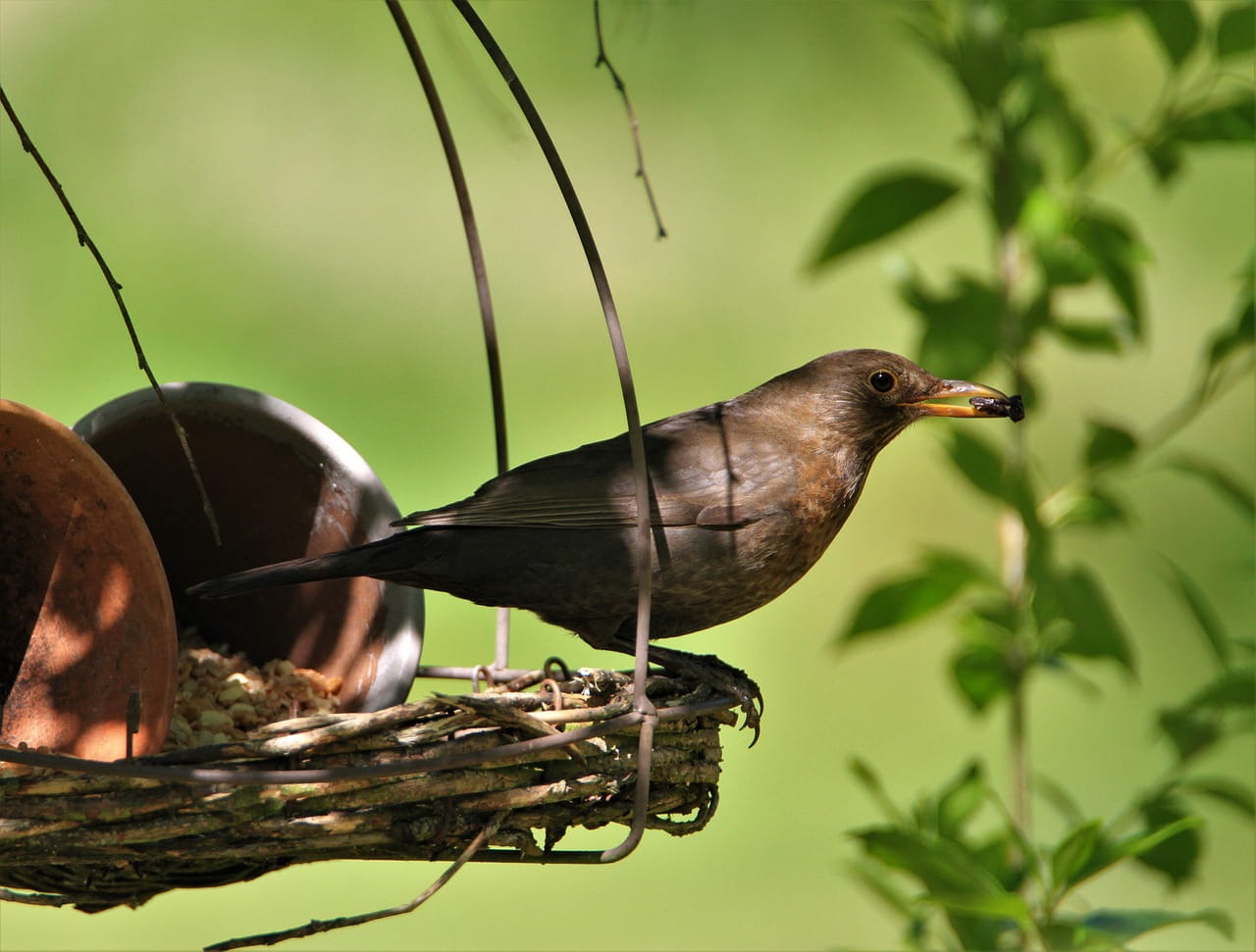 Amsel und Drossel: Entdecke ihre spannenden Unterschiede!