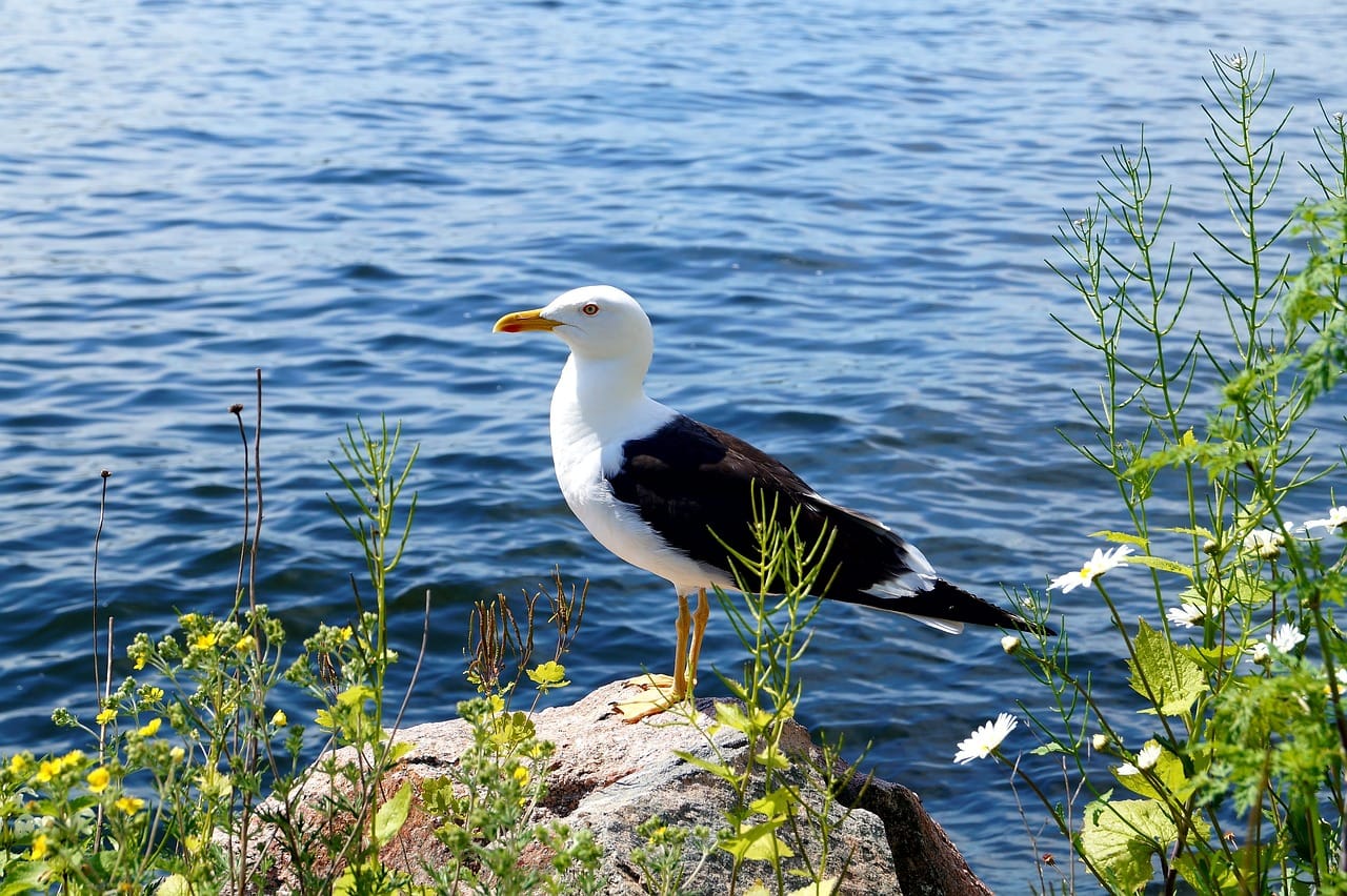 Möwenarten in Deutschland